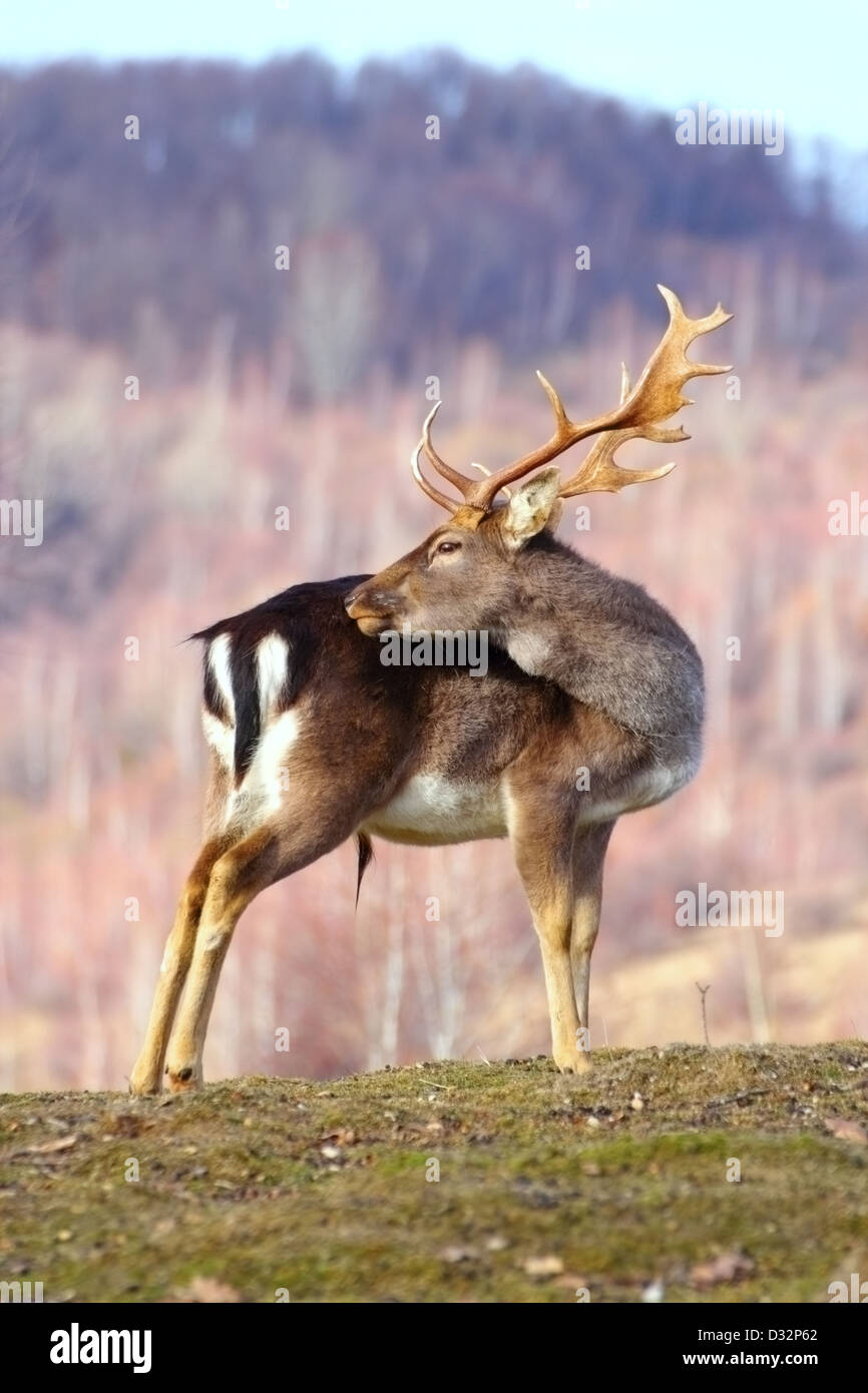 beautiful trophy fallow deer buck standing on the small grass in winter ...