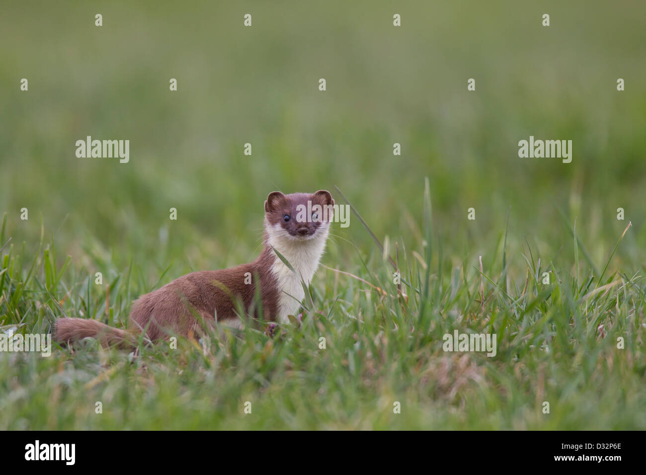 Hermelin mustela erminea hi-res stock photography and images - Alamy