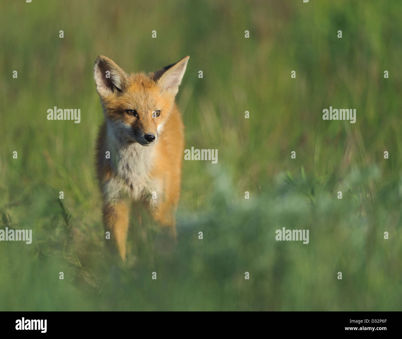 Fox Kit walking through spring grasses, Missoula, Montana Stock Photo ...