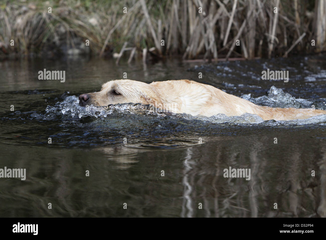 Yellow lab swimming in pond hi-res stock photography and images - Alamy