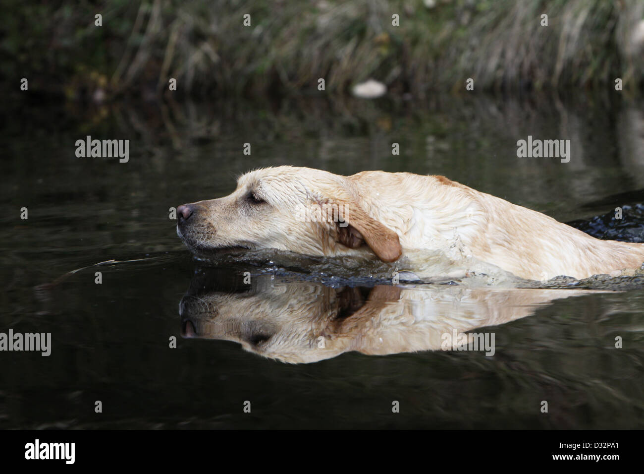Labrador Retrievers Swimming High Resolution Stock Photography and ...