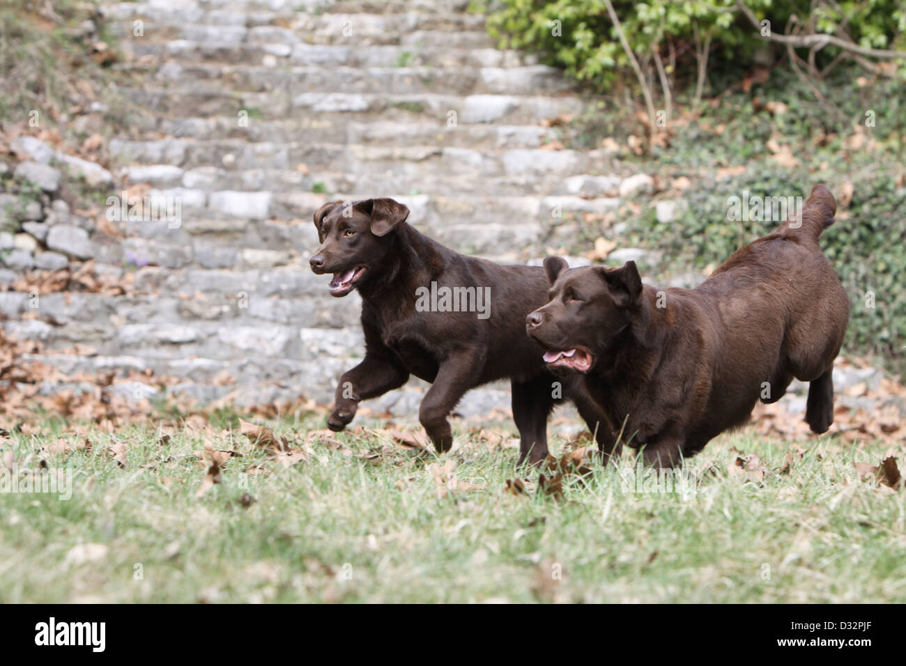 Dog Labrador Retriever two adults (chocolate) running in a meadow Stock ...