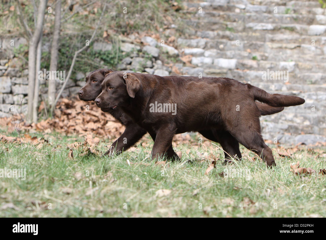 Dog Labrador Retriever two adults (chocolate) running in a meadow Stock ...