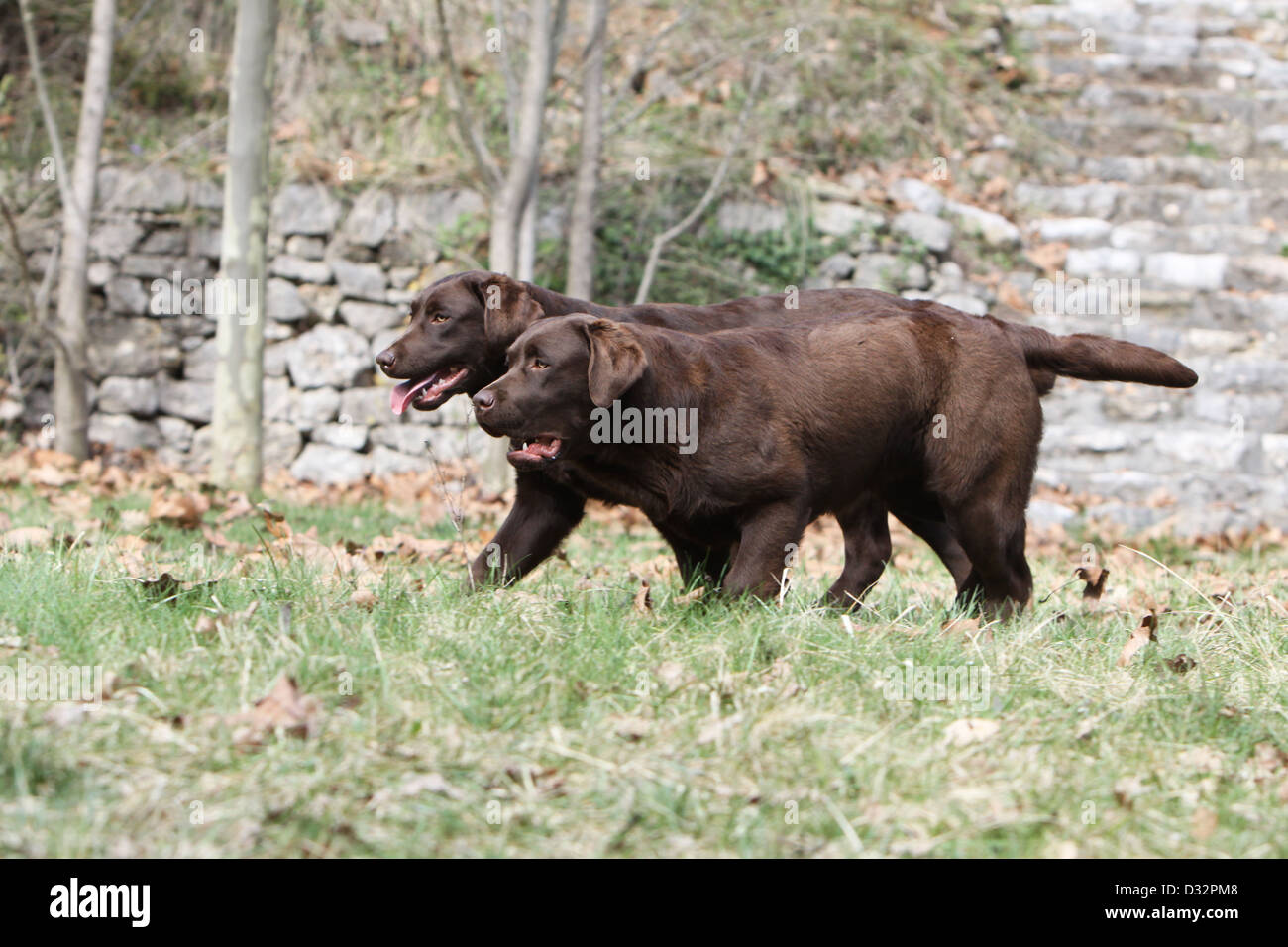 Female Chocolate Lab Running