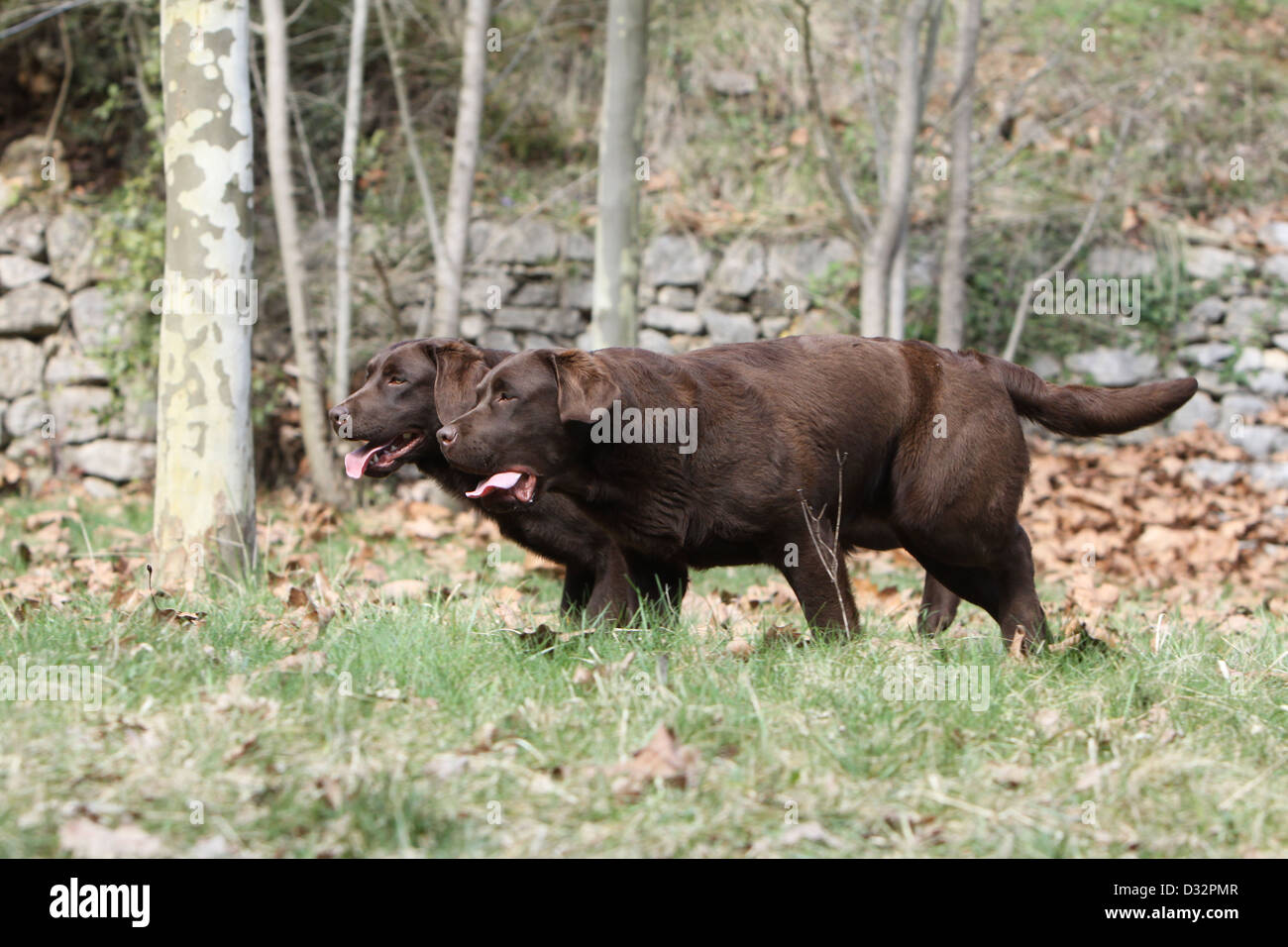 Dog Labrador Retriever two adults (chocolate) running in a meadow Stock ...