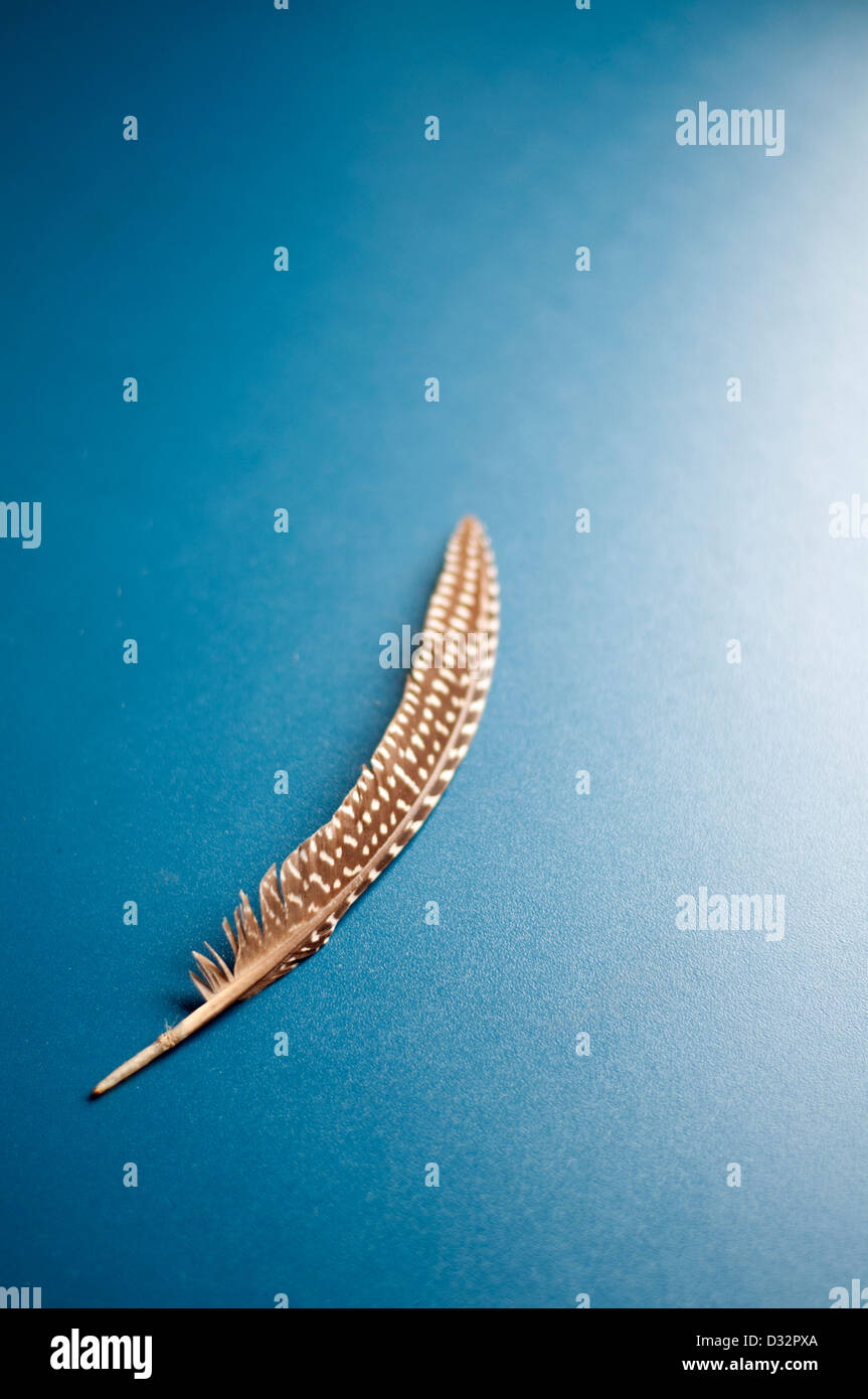 Pheasant feather hi-res stock photography and images - Alamy