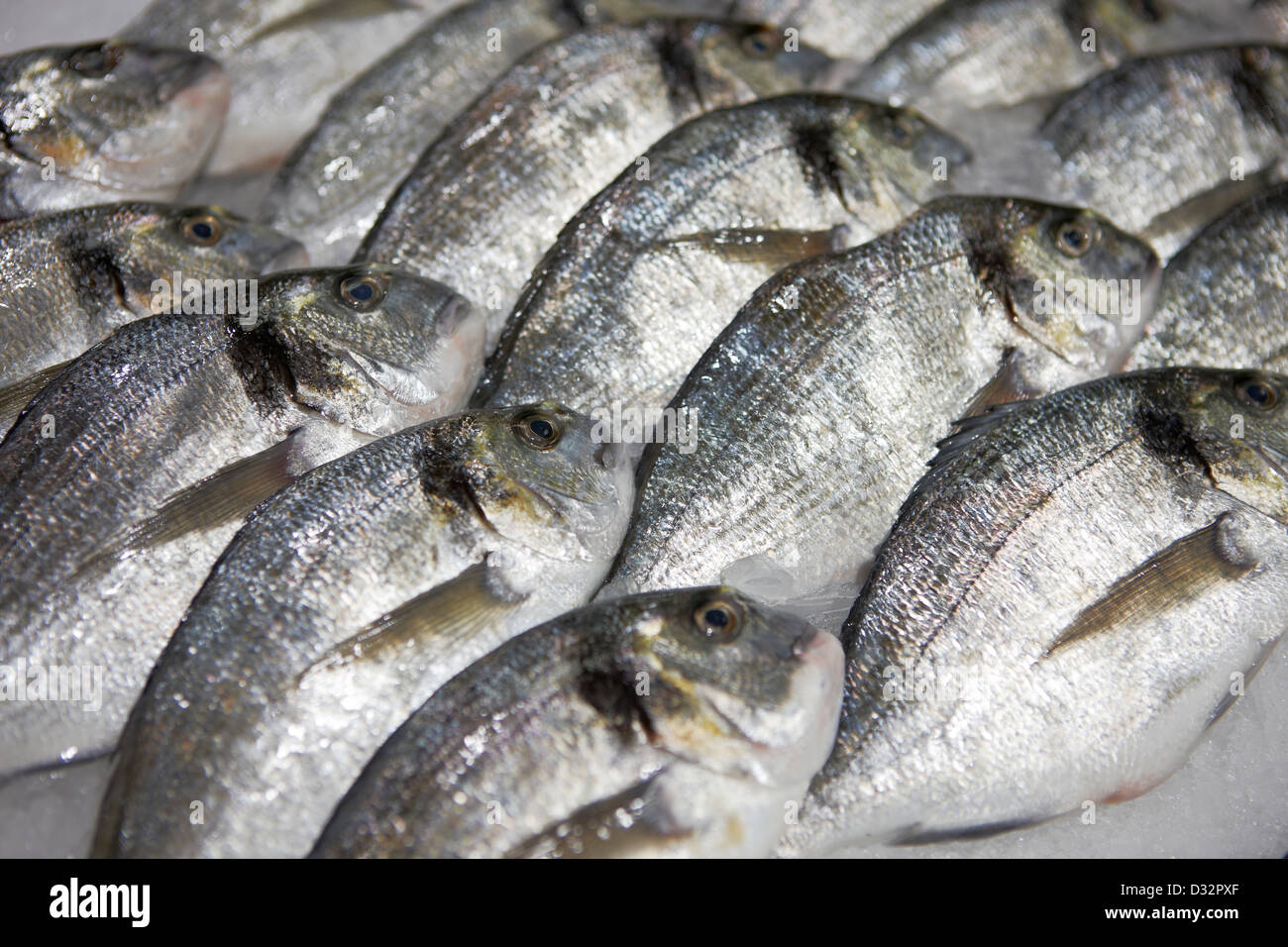 Seabream for sale hi-res stock photography and images - Alamy