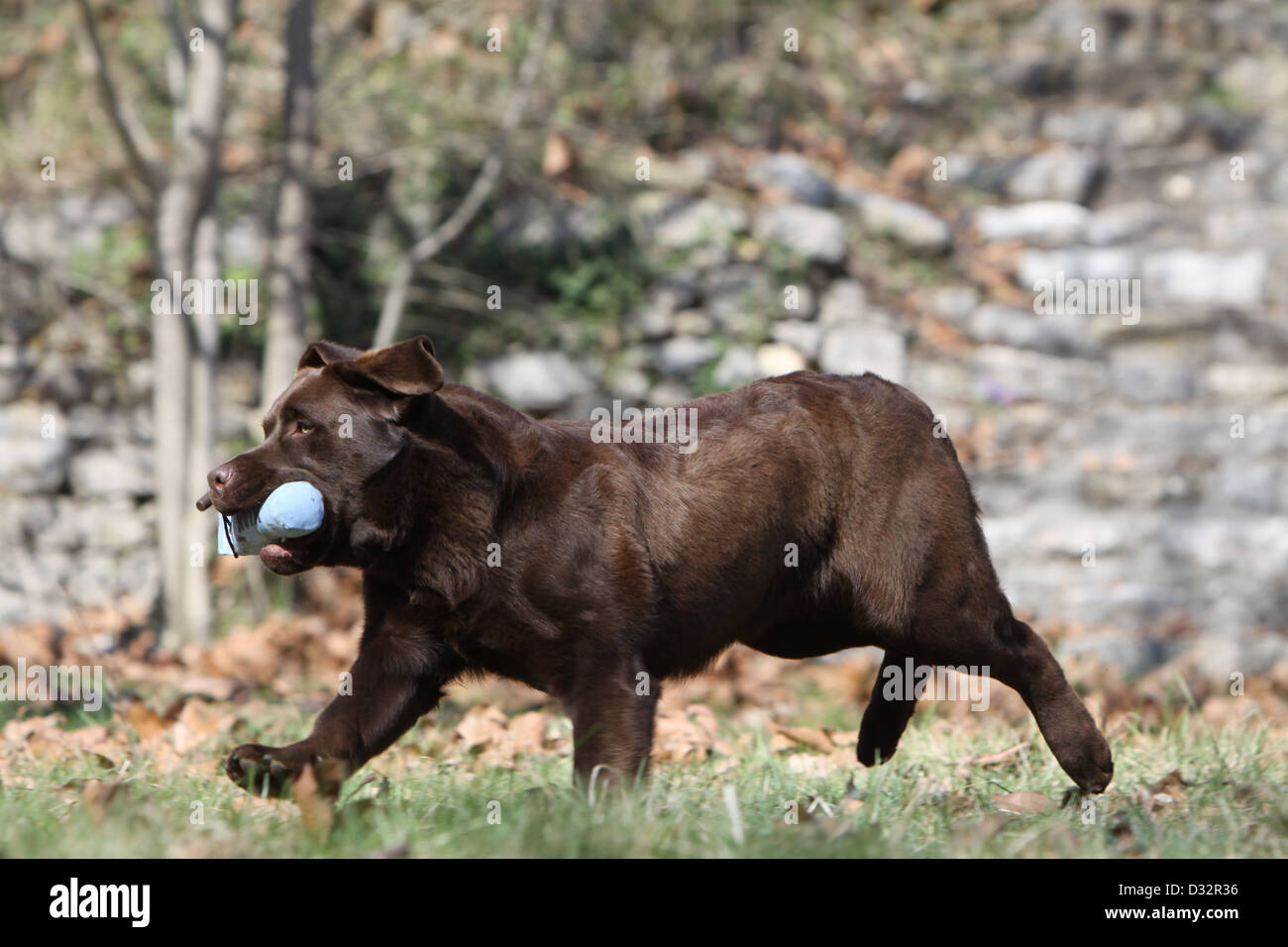 Dog Labrador Retriever adult (chocolate) retrieving a dummy Stock Photo ...