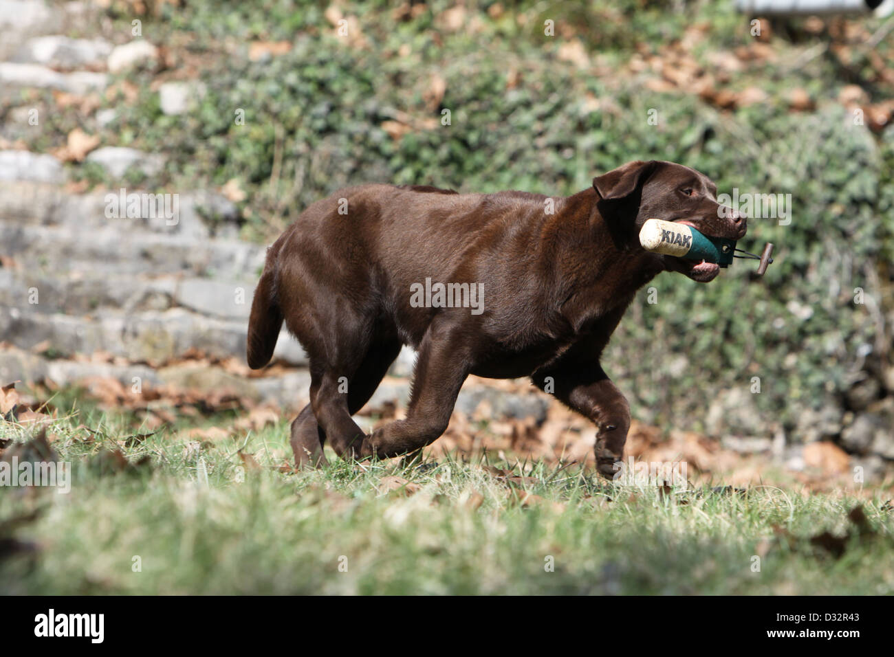 Dog Labrador Retriever adult (chocolate) retrieving a dummy Stock Photo ...