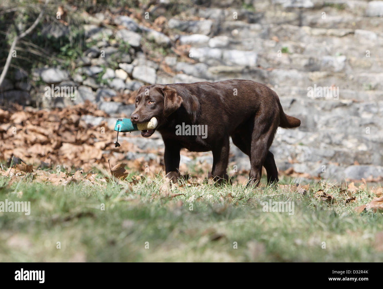 Lab retrieving a stick hi-res stock photography and images - Alamy