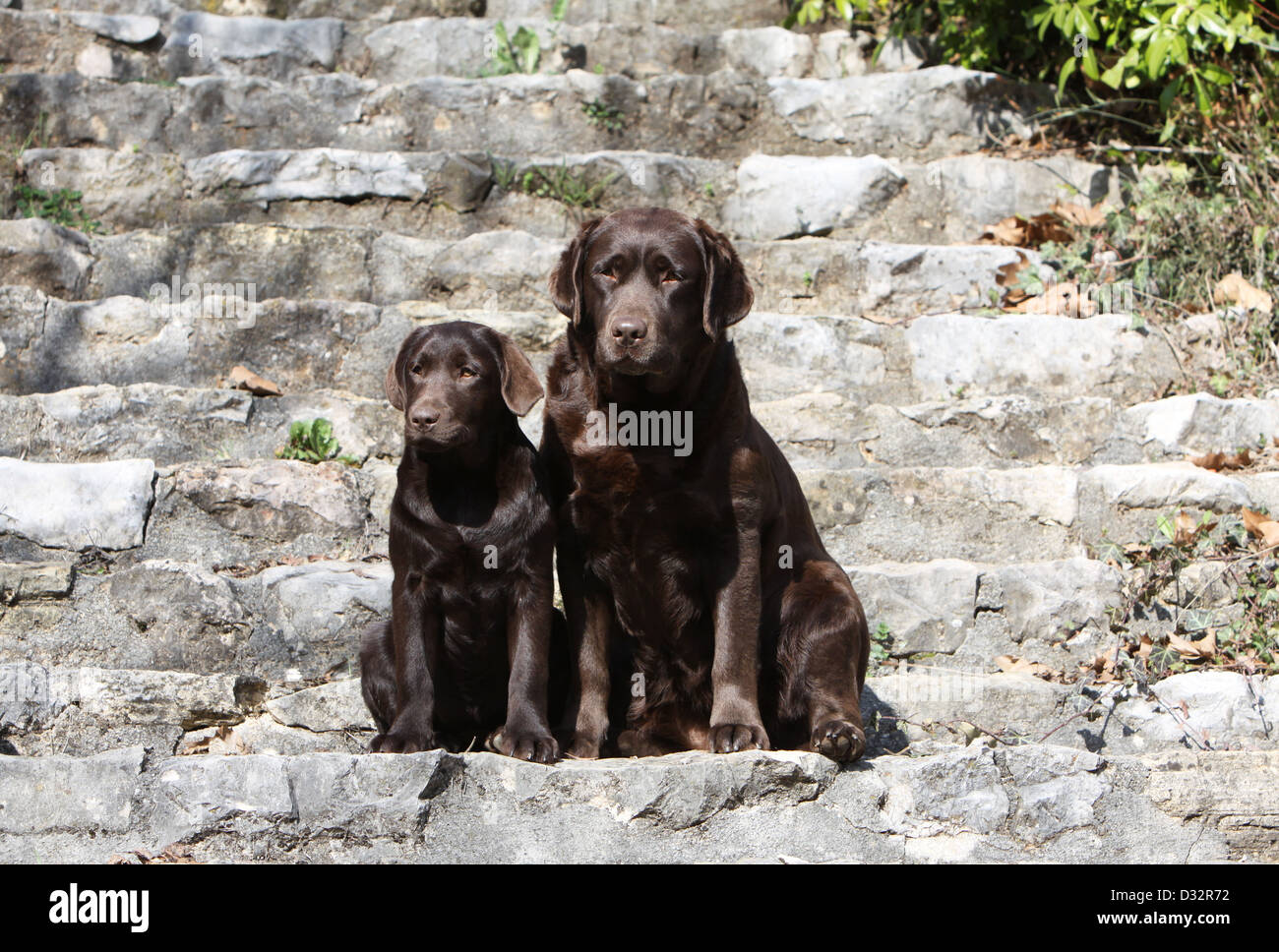 Chocolate lab dog and puppy hi-res stock photography and images - Alamy