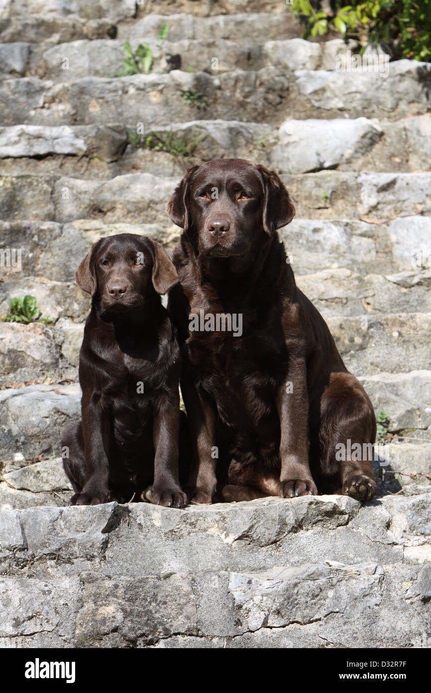 Dog Labrador Retriever adult and puppy (chocolate) sitting on a stone ...
