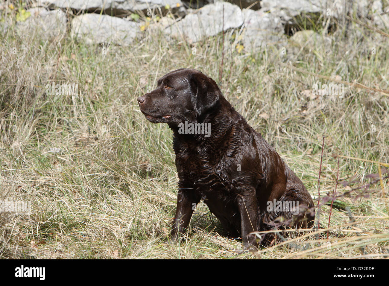 Dog Labrador Retriever adult (chocolate) sitting Stock Photo - Alamy