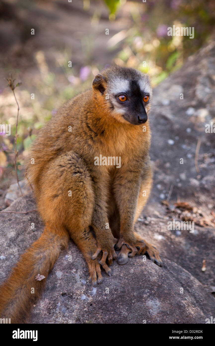 Red de madagascar hi-res stock photography and images - Alamy