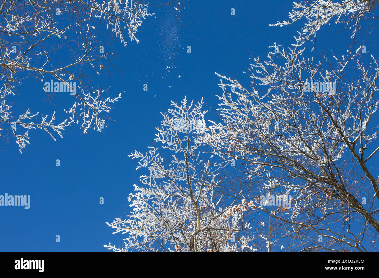 winter in bavarian forest, germany Stock Photo - Alamy