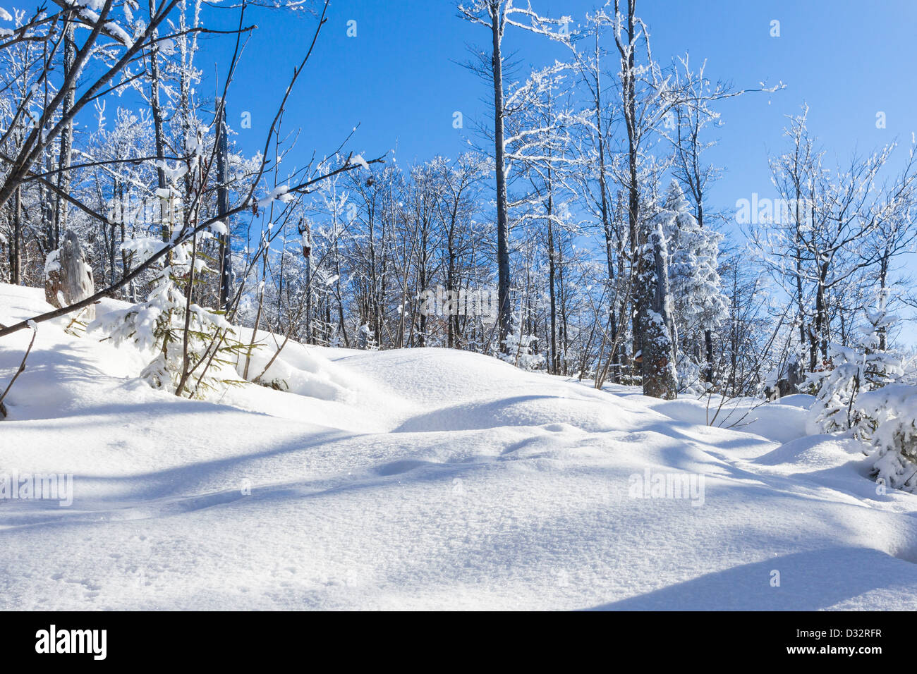 winter in bavarian forest, germany Stock Photo - Alamy