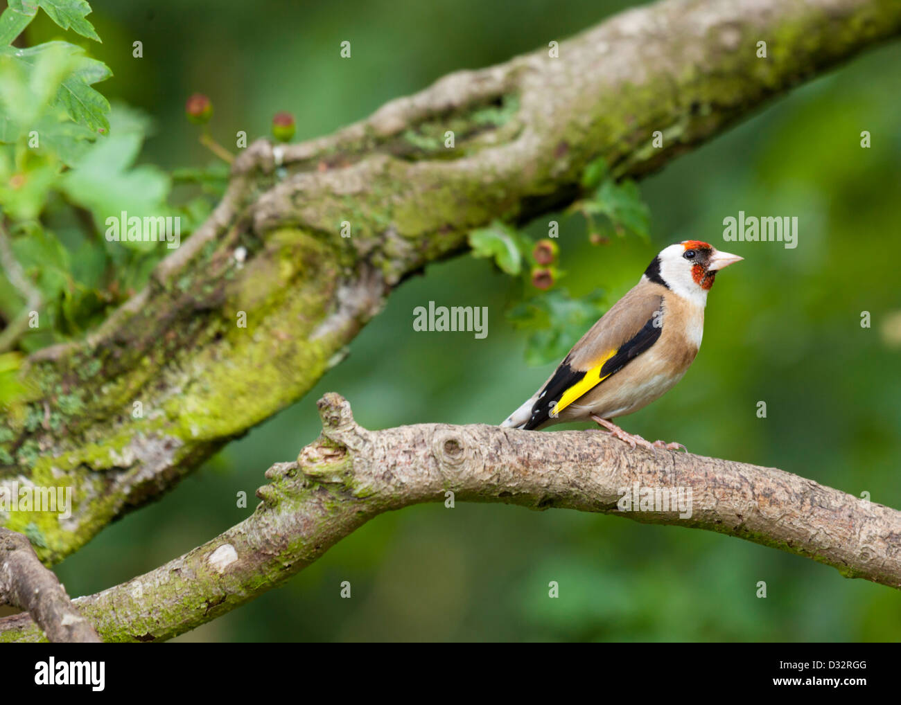 Female goldfinch hi-res stock photography and images - Alamy