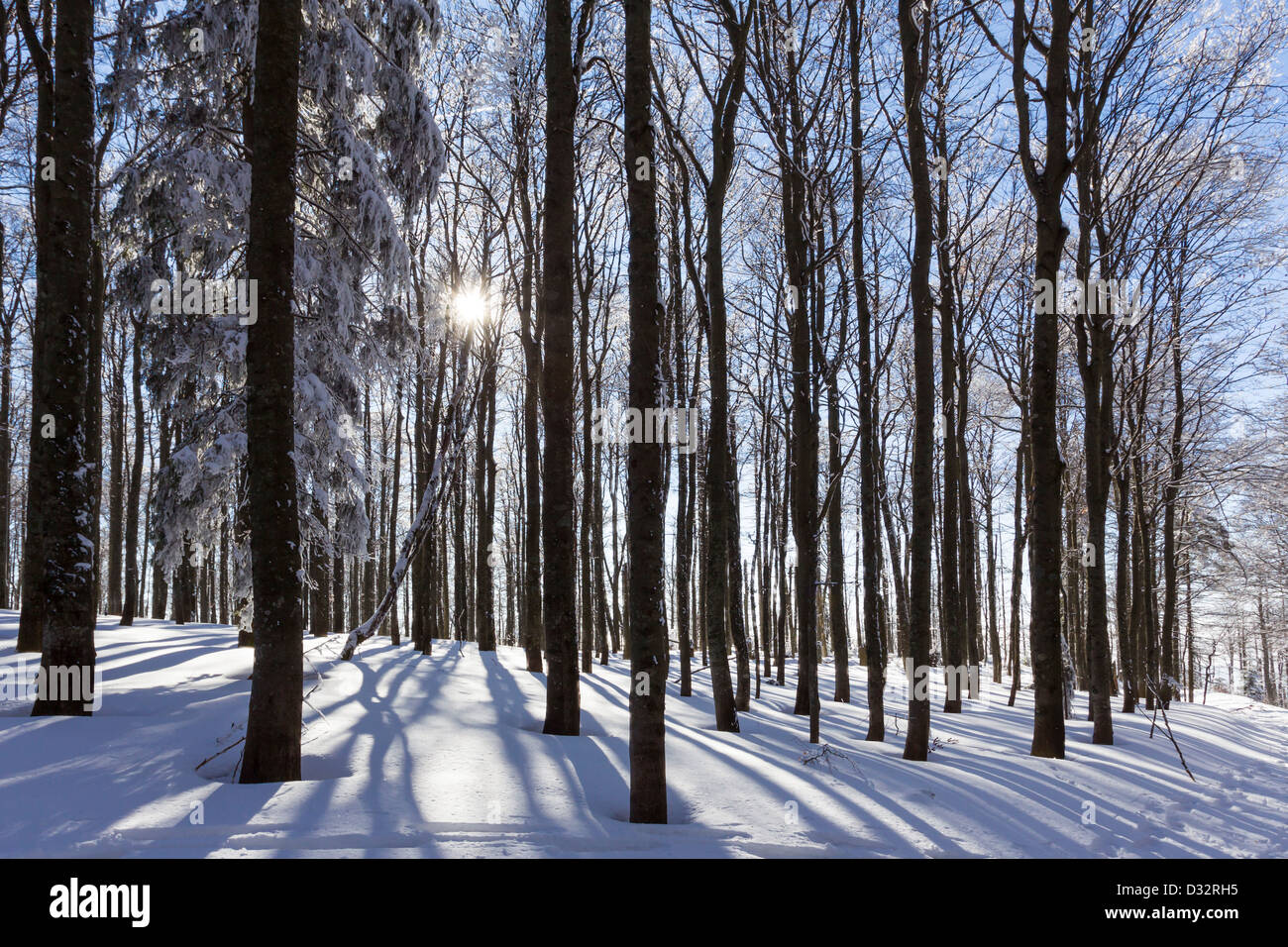winter in bavarian forest, germany Stock Photo - Alamy