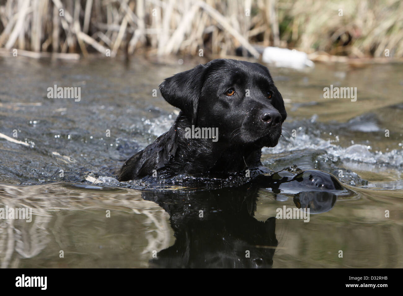 Black labrador retriever swimming in water hi-res stock photography and ...