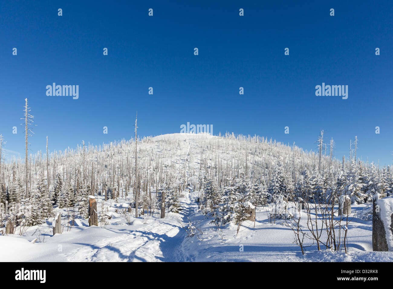 winter in bavarian forest, germany Stock Photo - Alamy