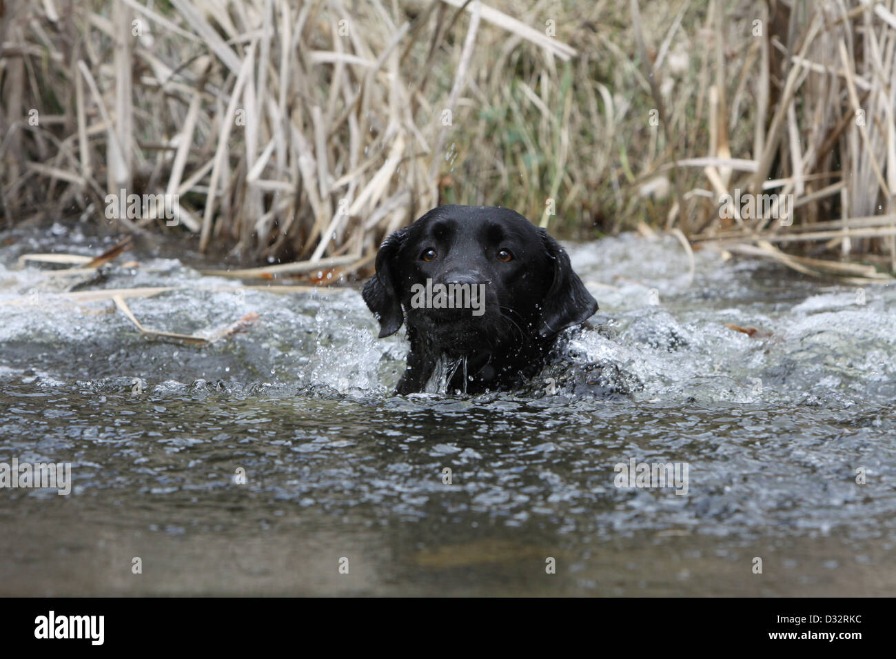Labrador Retrievers Swimming High Resolution Stock Photography and ...