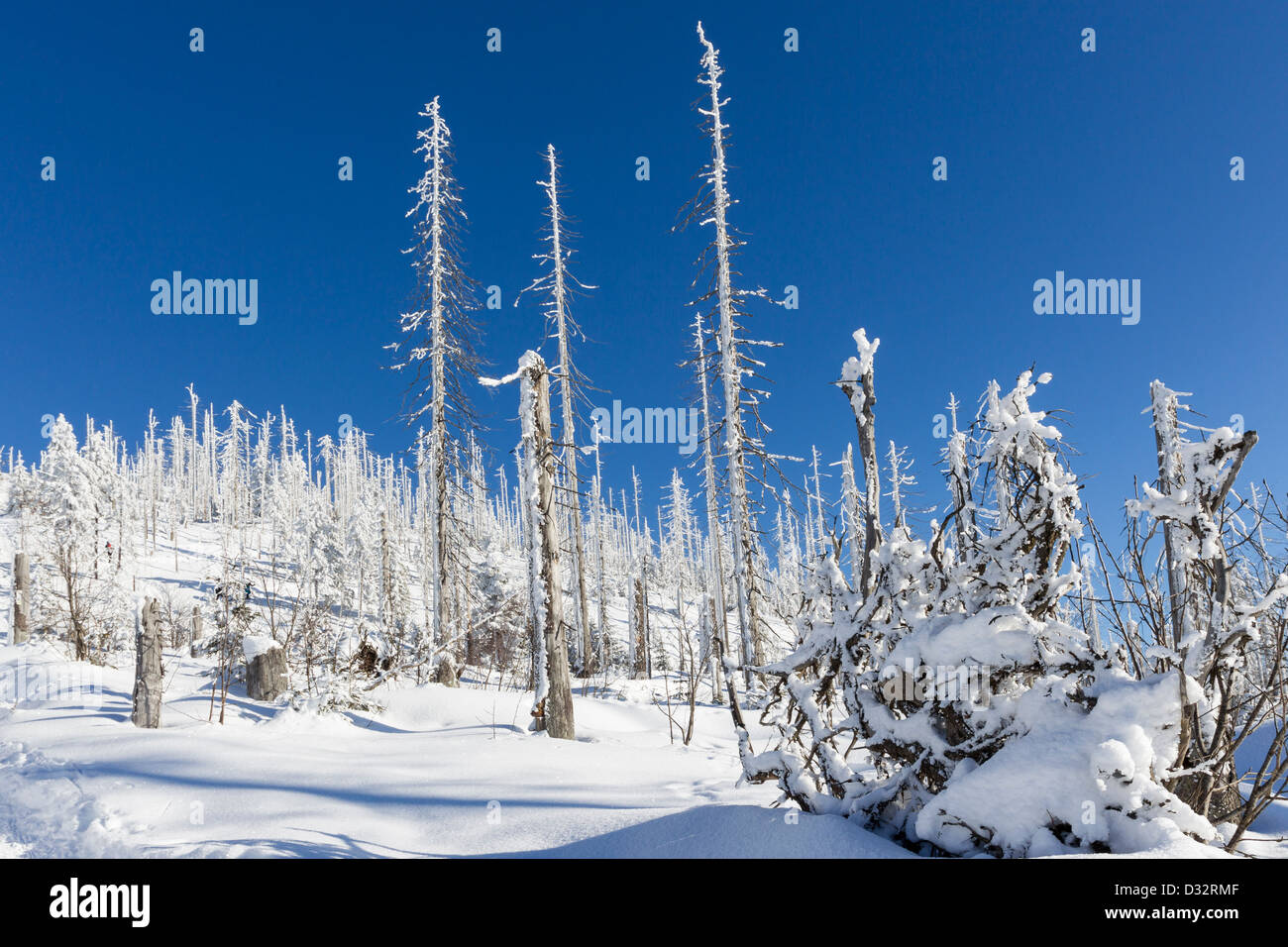 winter in bavarian forest, germany Stock Photo - Alamy