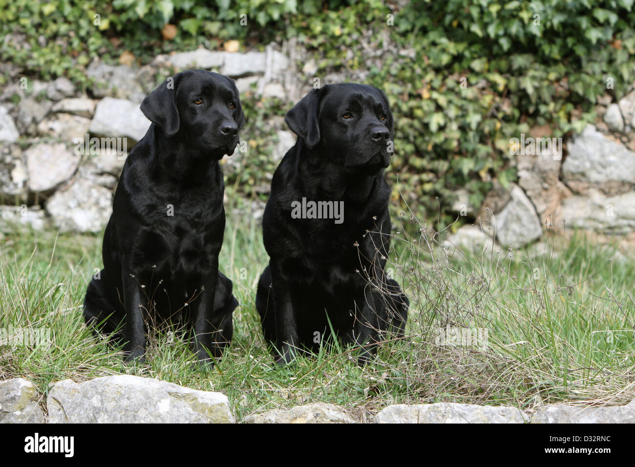 Dog Labrador Retriever two adults (black) sitting in a meadow Stock ...