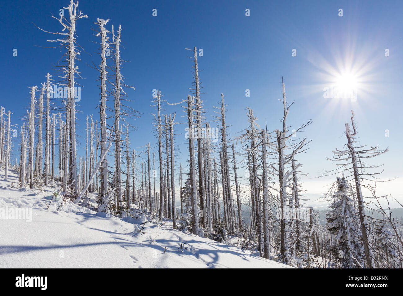 winter in bavarian forest, germany Stock Photo - Alamy