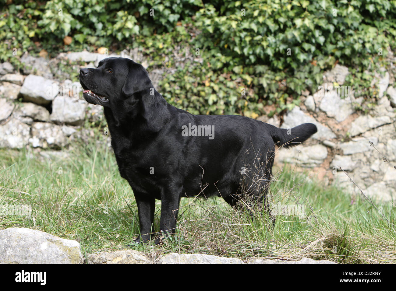 Dog Labrador Retriever adult (black) standing in a meadow Stock Photo ...