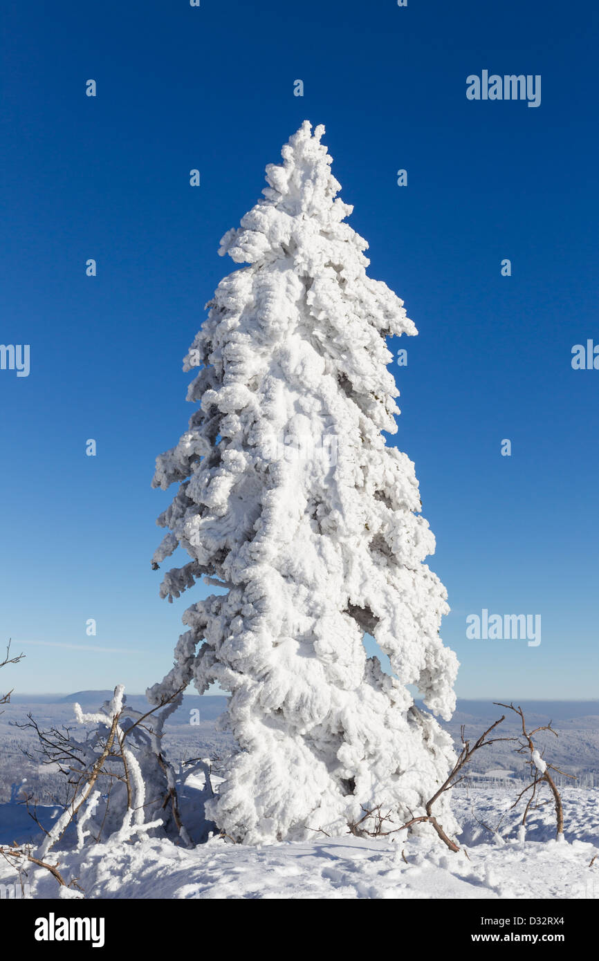 winter in bavarian forest, germany Stock Photo - Alamy