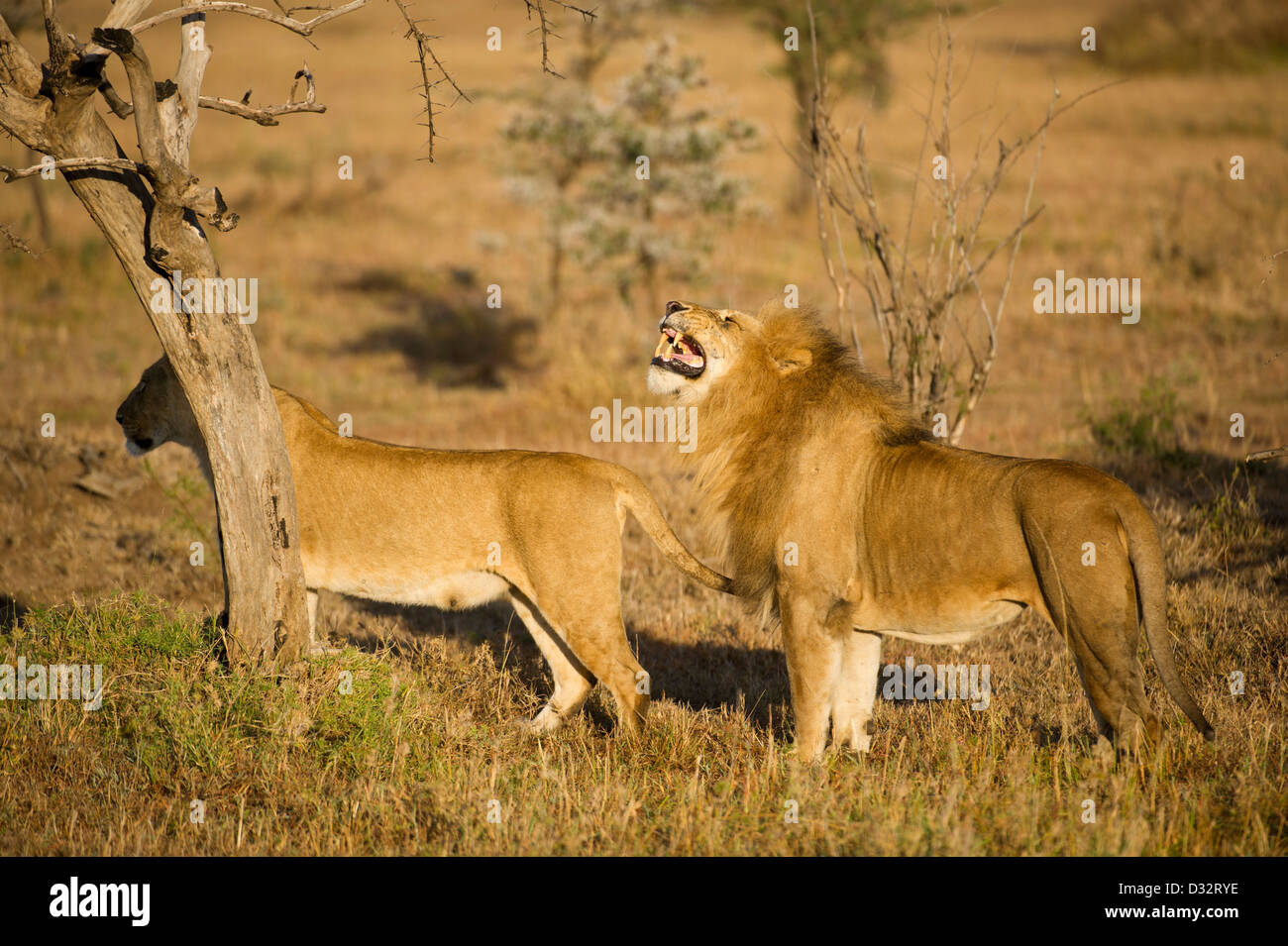 African lions mating hi-res stock photography and images - Alamy