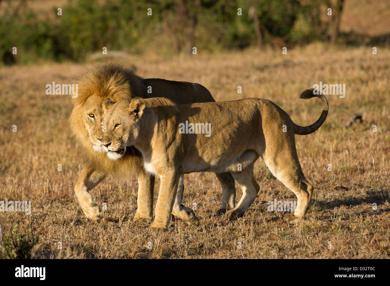Lions mating hi-res stock photography and images - Alamy