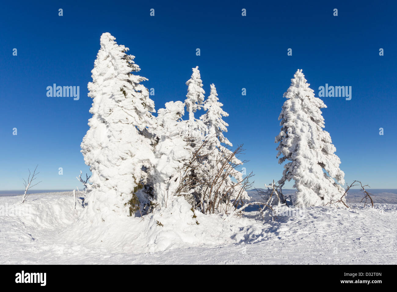 winter in bavarian forest, germany Stock Photo - Alamy