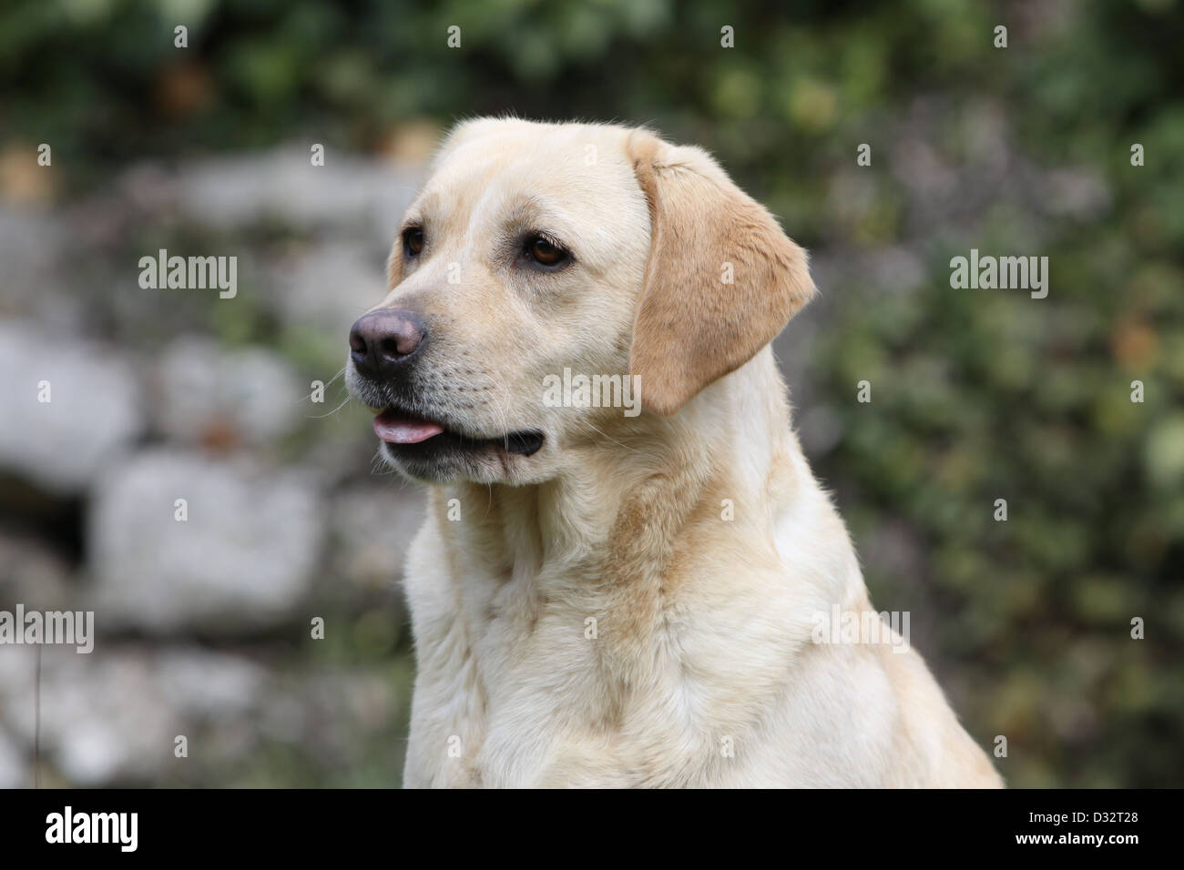 Dog Labrador Retriever adult (yellow) portrait profile Stock Photo - Alamy
