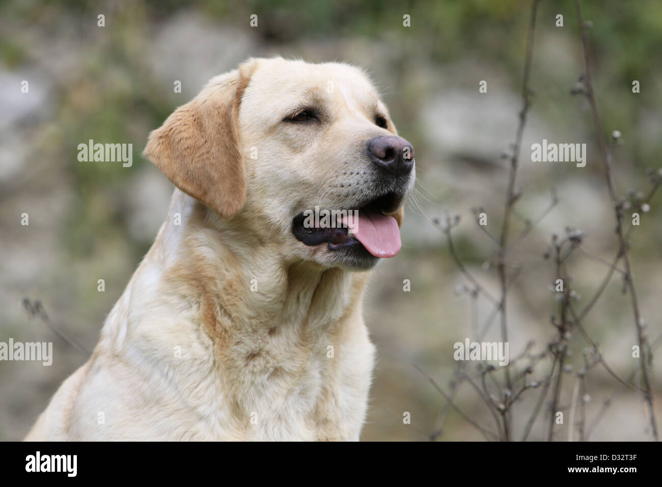 Dog Labrador Retriever adult (yellow) portrait profile Stock Photo - Alamy