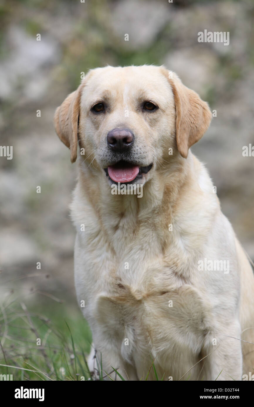 Dog Labrador Retriever adult (yellow) portrait Stock Photo - Alamy