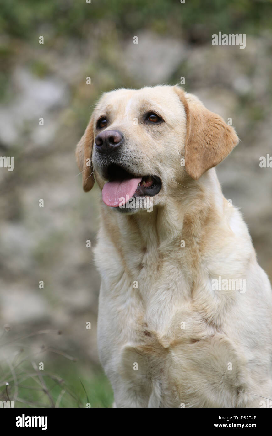 Dog Labrador Retriever adult (yellow) portrait Stock Photo - Alamy