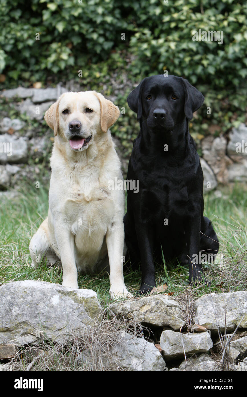 Black and yellow labradors hi-res stock photography and images - Alamy