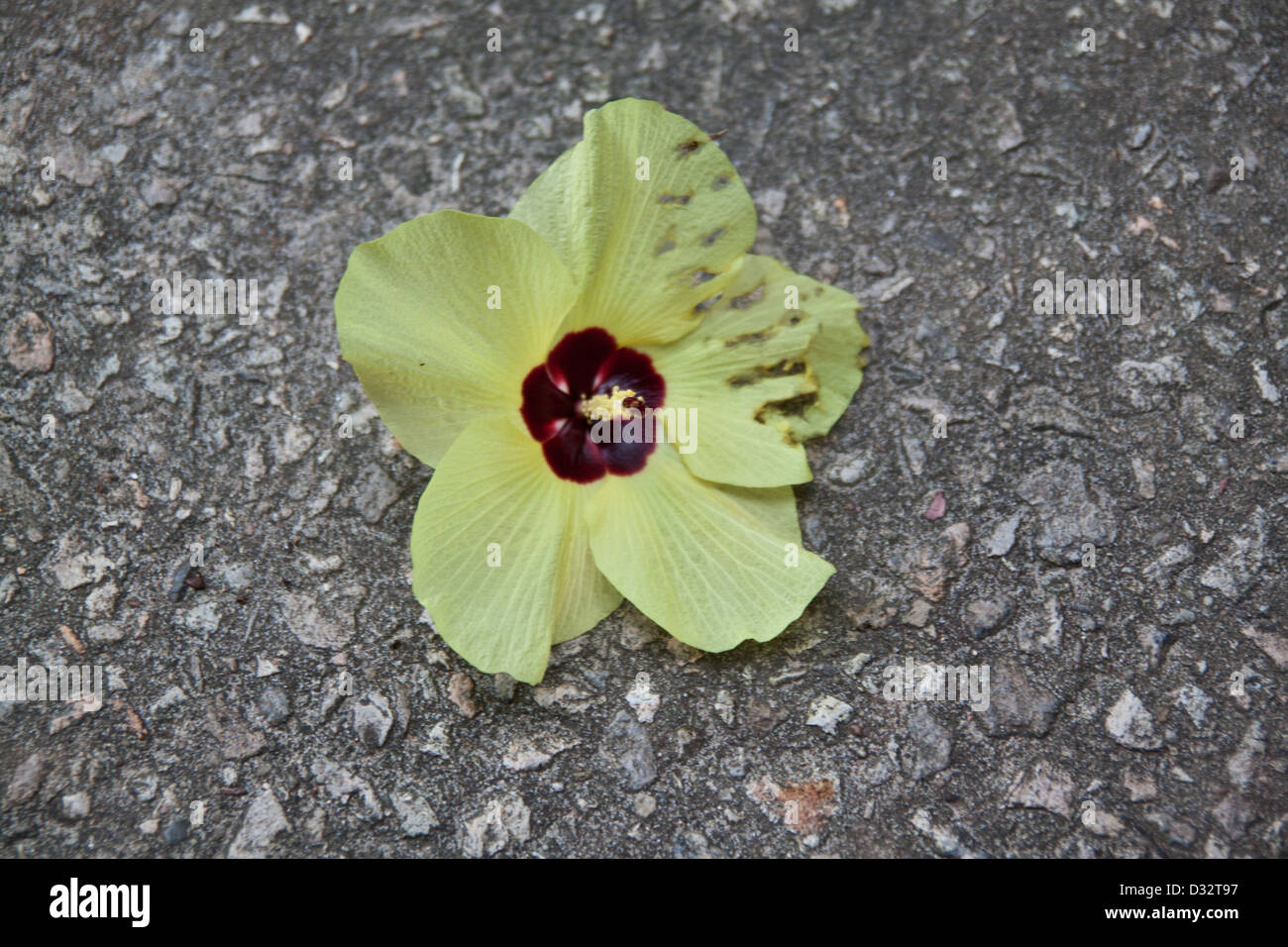 Pavement flower hi-res stock photography and images - Alamy