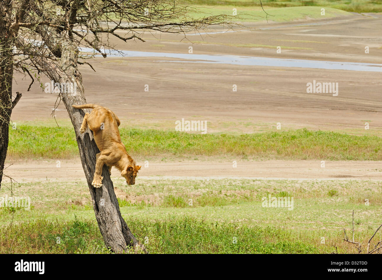 Lioness Leaping
