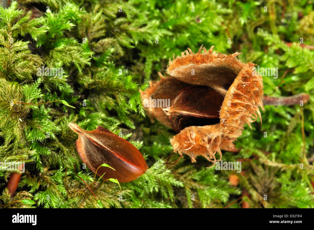 Beech mast hi-res stock photography and images - Alamy
