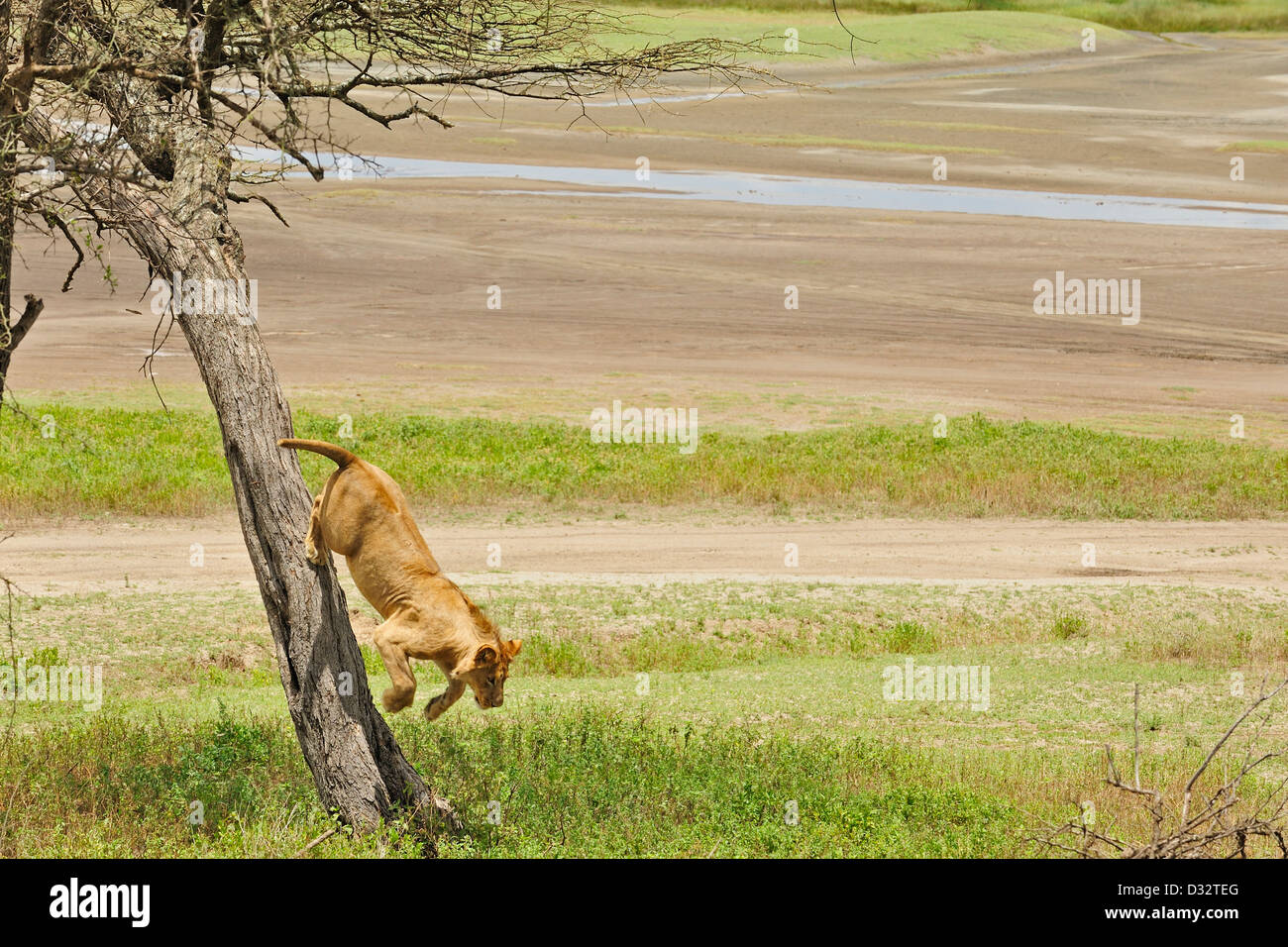 Lioness jumping down from a tree in Ndutu in Ngorongoro conservation ...