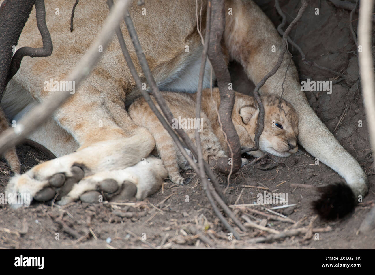 Lion den hi-res stock photography and images - Alamy