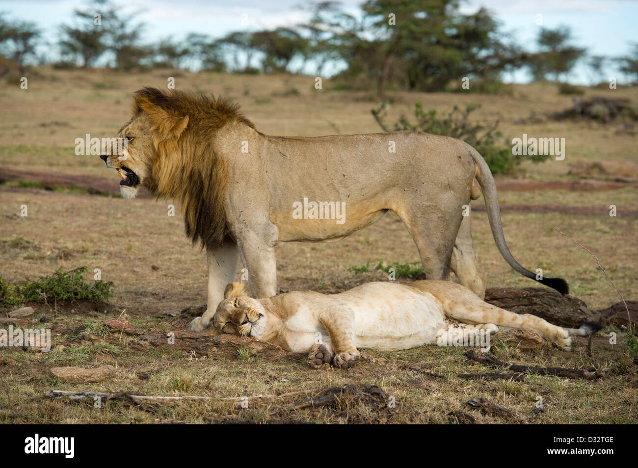 Lions mating (Panthero leo), Maasai Mara National Reserve, Kenya Stock ...