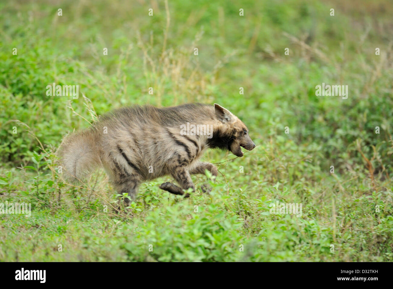 Hyena running hi-res stock photography and images - Alamy