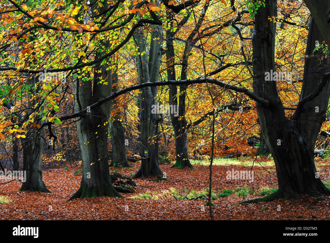 A view of Savernake Forest Wiltshire in Autumn UK Stock Photo - Alamy