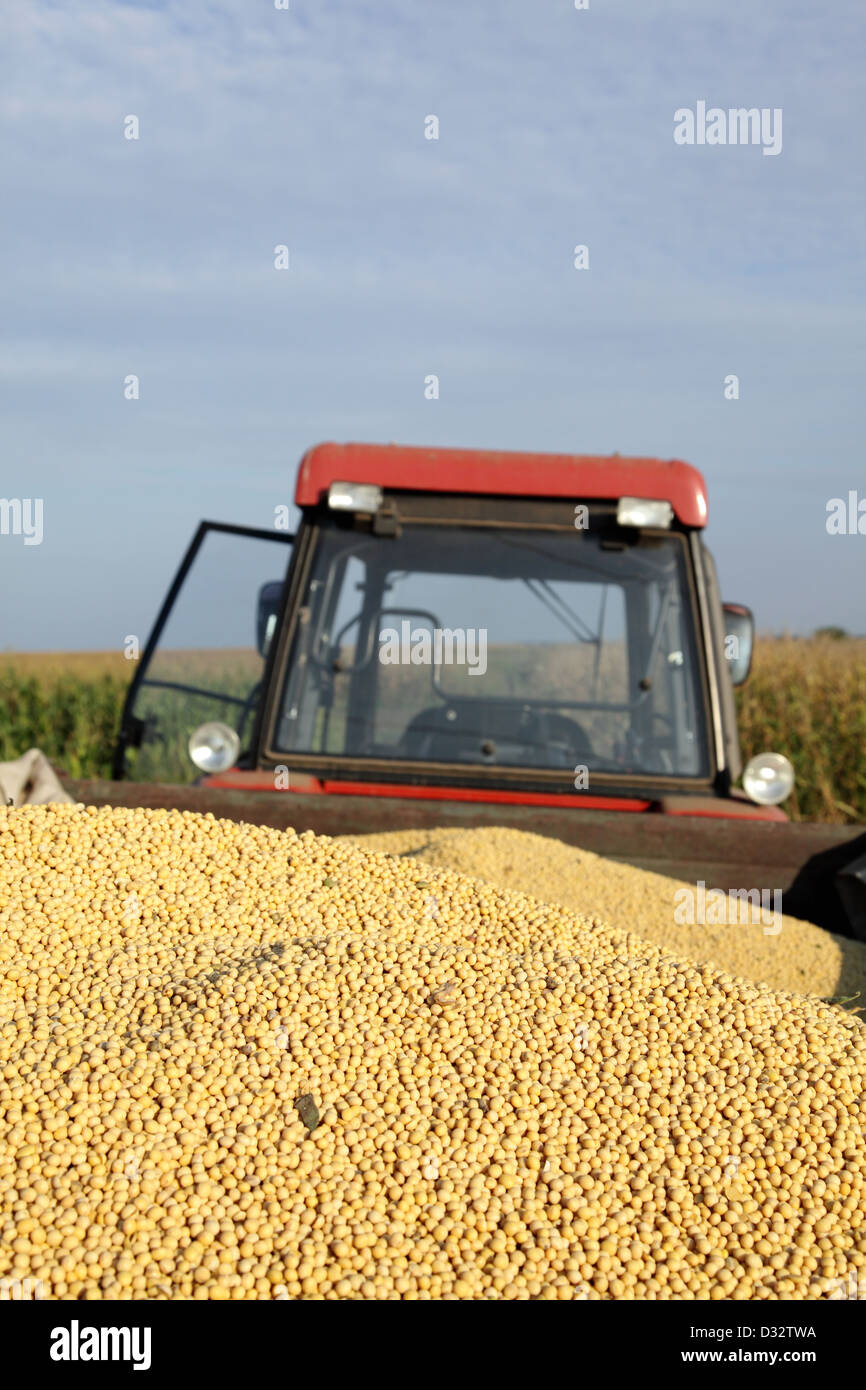 Soy beans pile hi-res stock photography and images - Alamy