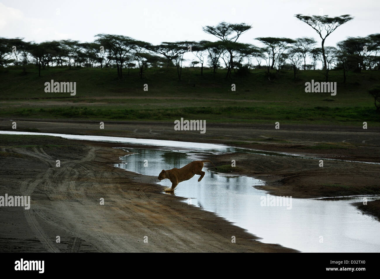 Lioness jumping across a stream in Ndutu in Ngorongoro conservation ...