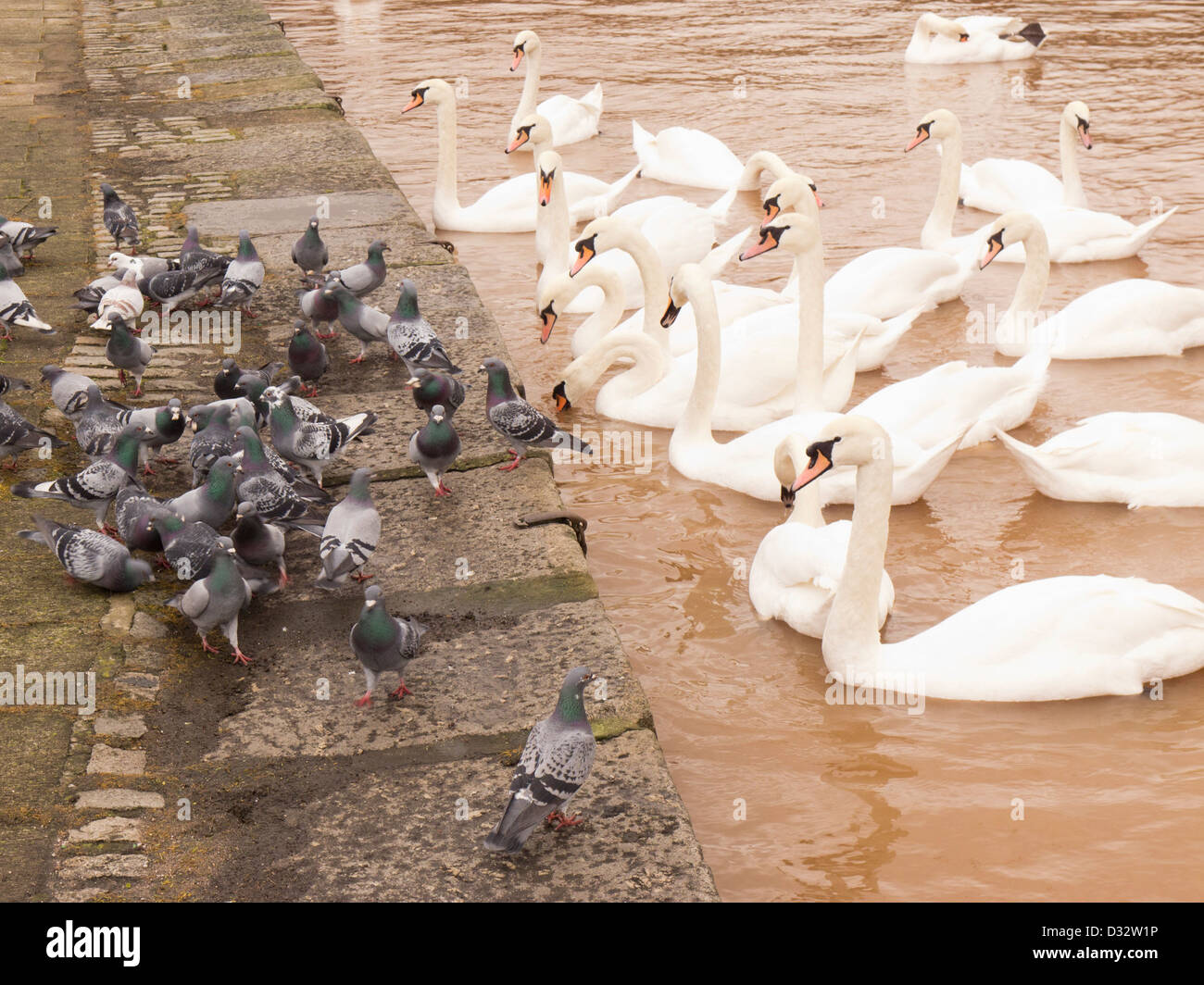 Pigeons and Swans different birds meeting Stock Photo - Alamy