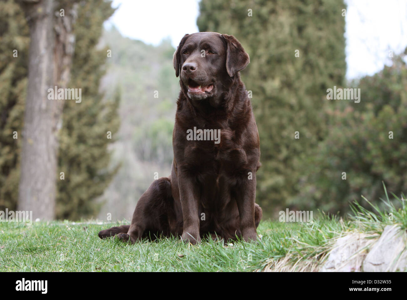 Dog Labrador Retriever adult (chocolate) sitting in a park Stock Photo ...
